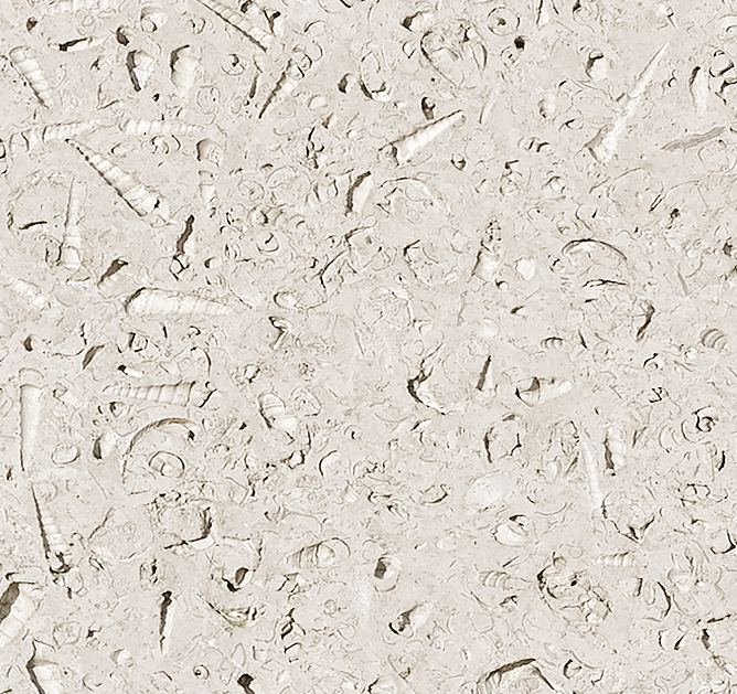 Bowers Roach® Portland Stone: Fossil Rich Roach Bed | Albion Stone