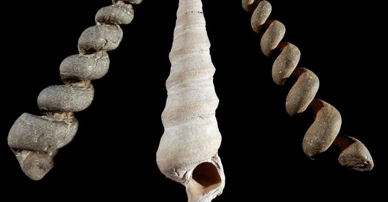 Ancient Portland Stone: Fossilised "Portland Screws" in Bowers Roach